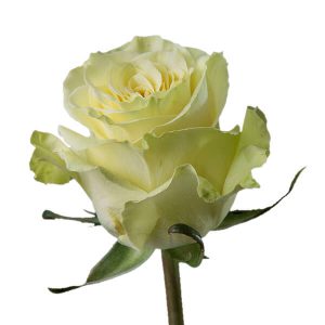 Athena - Sunrosa flowers