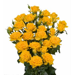 Mariah - Sunrosa flowers