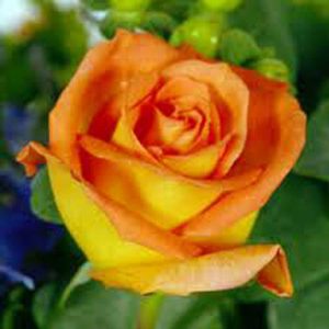 Ascot - Sunrosa flowers