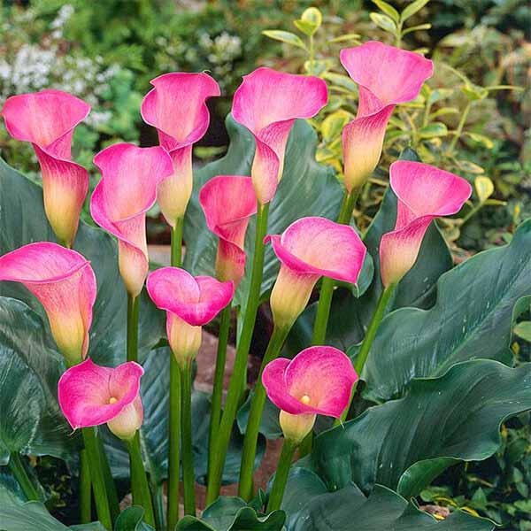 Auckland - Sunrosa flowers