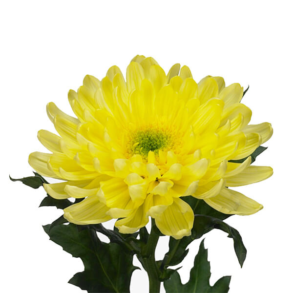 Focus - Sunrosa flowers